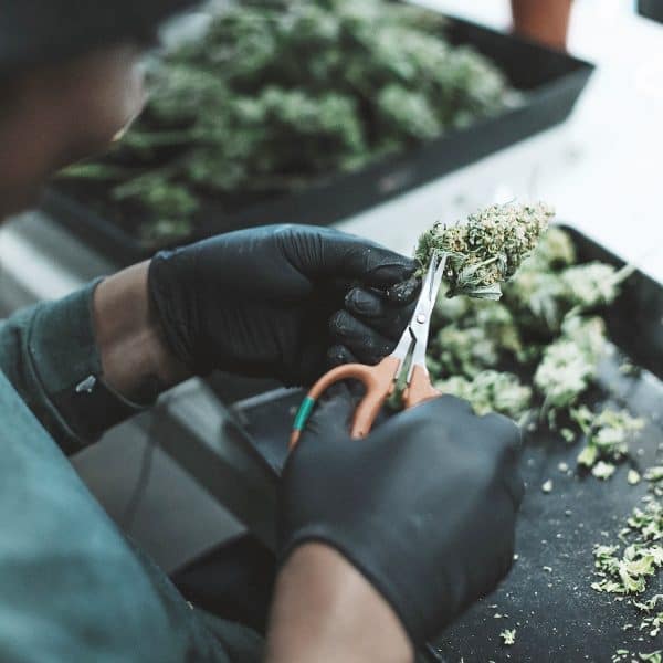 Cannabis Flowers: Weed, Marijuana, POT, Buds.. - Saigon Weed